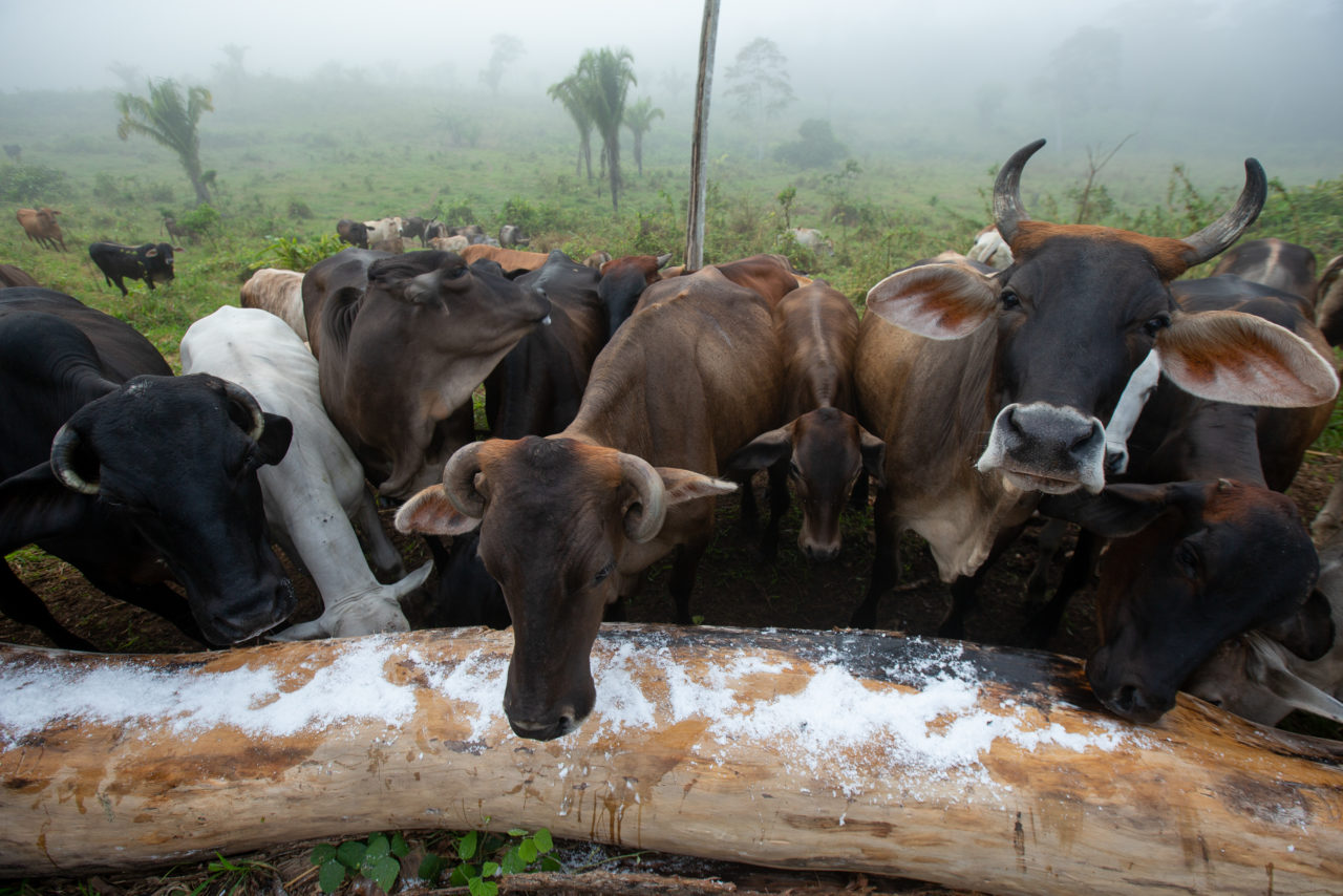 Madre de Dios announces sustainable livestock guidelines in partnership ...